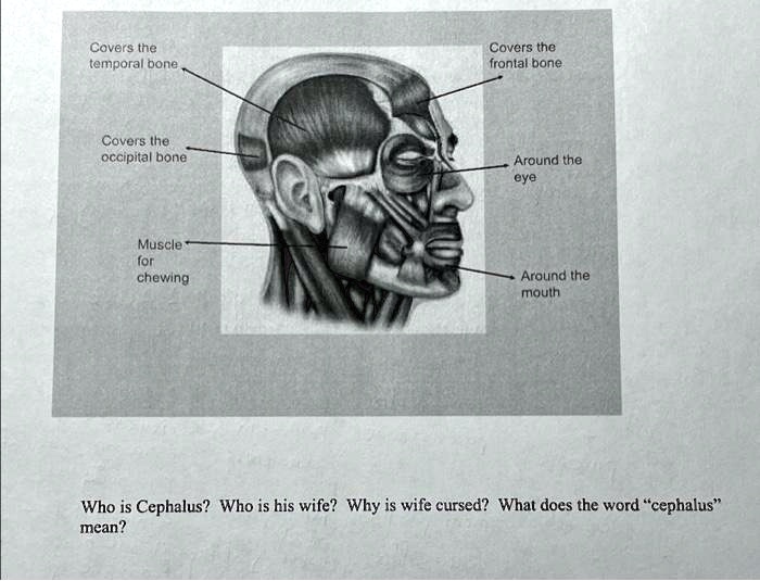 Covers the temporal bone Covers the frontal bone. Covers the occipital ...