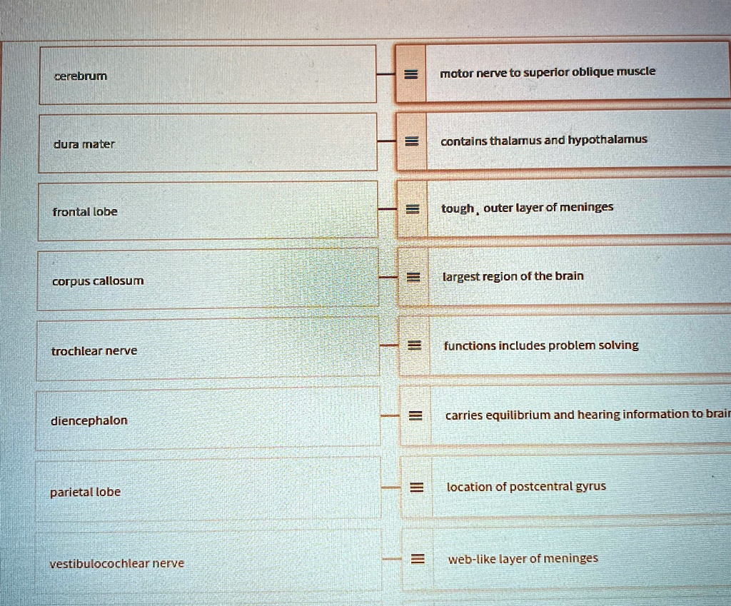 cerebrum dura mater frontal lobe corpus callosum trochlear nerve ...