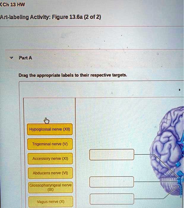 art labeling activity figure 136a 2 of 2 ch 13 hw an labeling activityfigure 136a2 of 2 parta ...