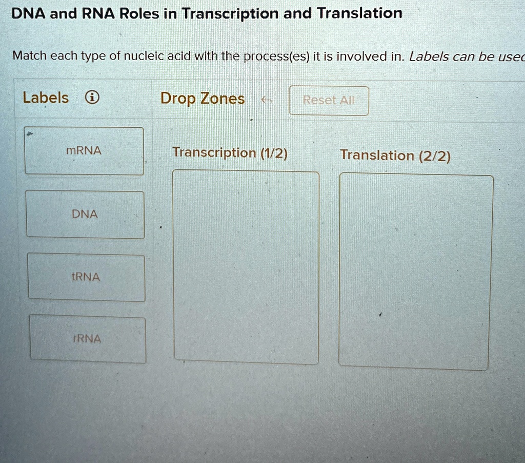 DNA and RNA Roles in Transcription and Translation Match each type of ...