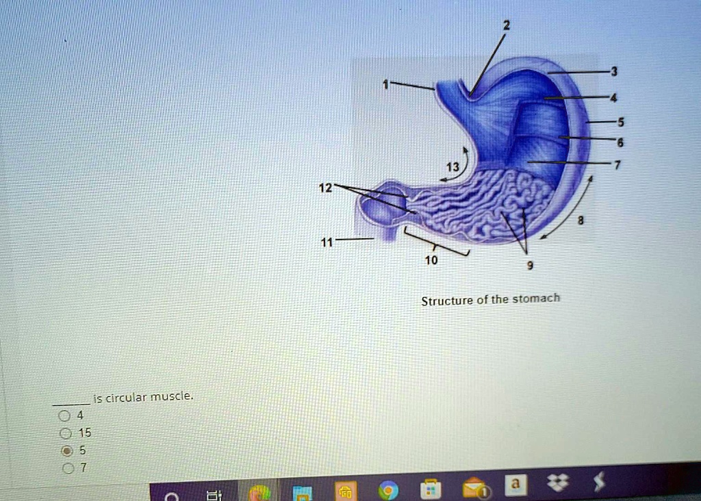 SOLVED: Structure of the stomach is circular muscle; 15