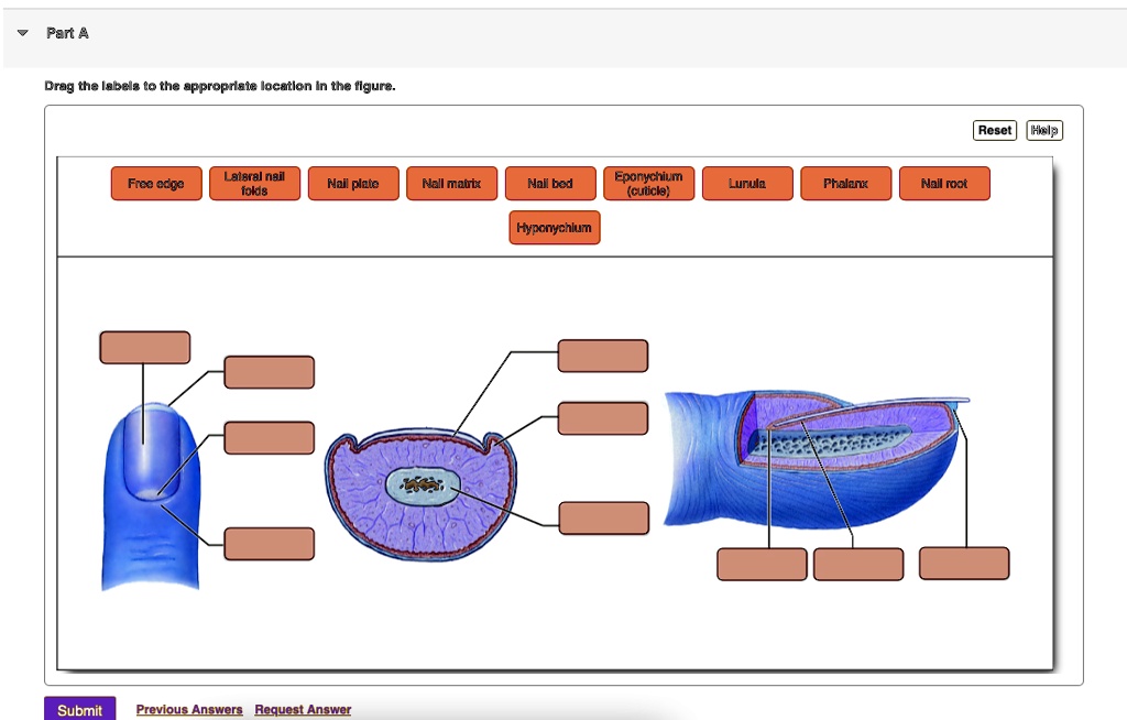 The Structure of Nails: Drag the labels to the appropriate location in ...