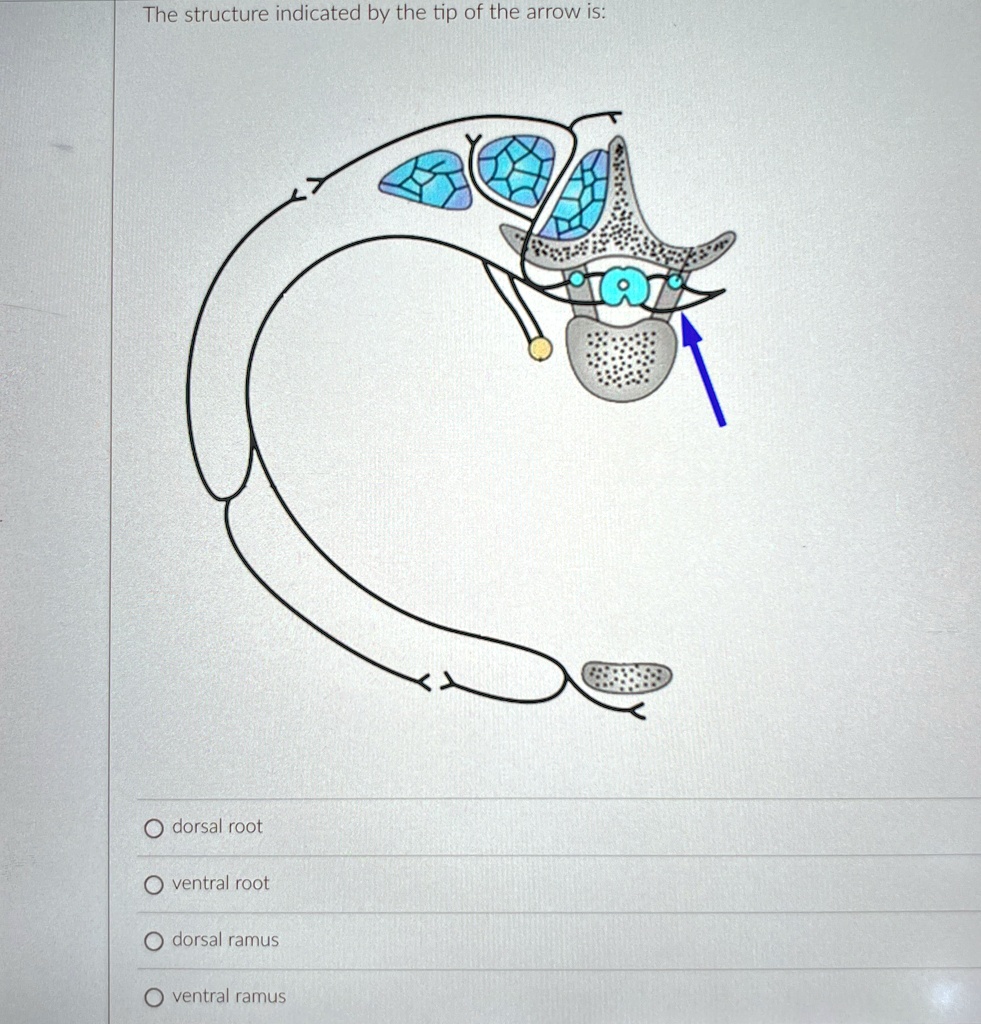 the structure indicated by the tip of the arrow is o dorsal root o ...