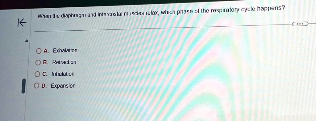 When the diaphragm and intercostal muscles relax, which phase of the ...