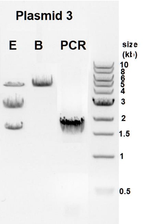 draw a restriction map of recombinant plasmid 3 in the space at right ...
