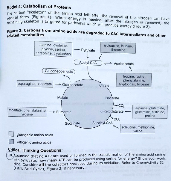 SOLVED:Model = 4: Catabolism of Proteins The carbon skeleton" or the ...