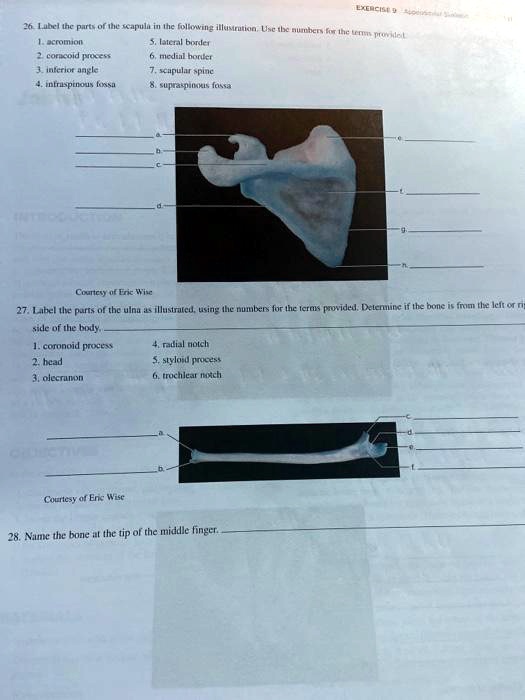 EXERCISE 9 26. Label the parts of the scapula in the following illustration. Use the numbers for ...