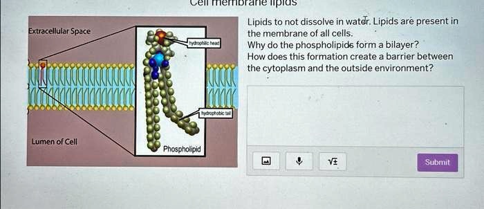 SOLVED: Text: cellmembranelipids Lipids do not dissolve in water ...