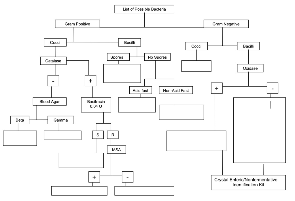 SOLVED: List of Possible Bacteria Gram Positive Gram Negative Cocci ...