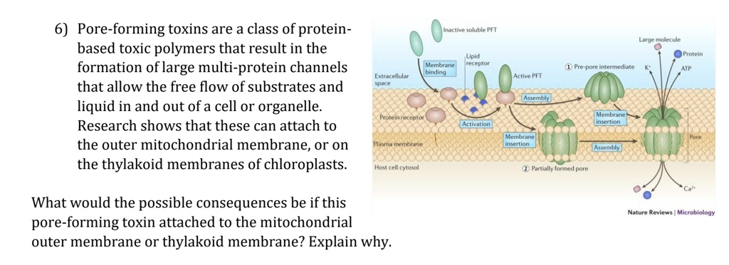 6 pore forming toxins are a class of protein inacin solublek ...