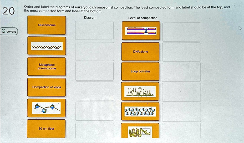Order and label the diagrams of eukaryotic chromosomal compaction. The ...