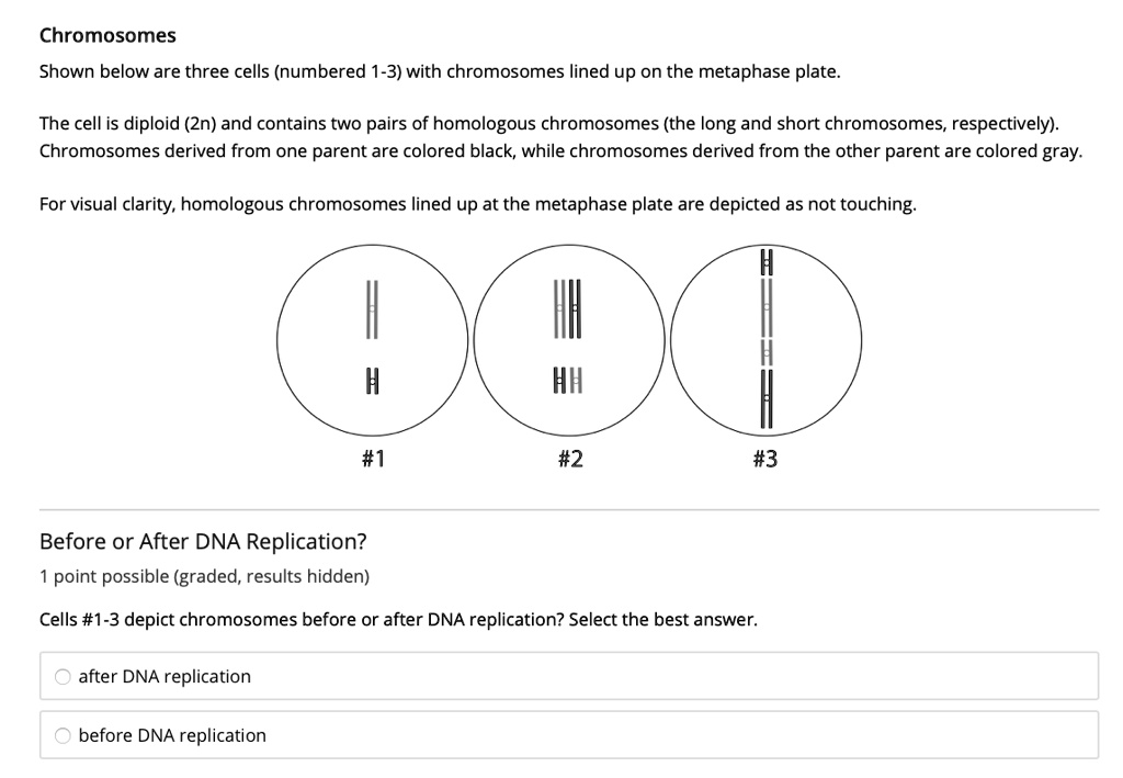 SOLVED: Chromosomes Shown below are three cells (numbered 1-3) with ...