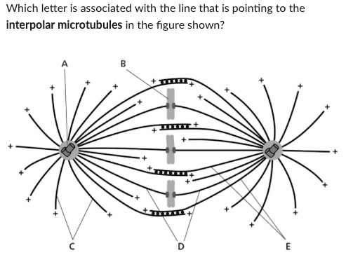 SOLVED: Which letter is associated with the line that is pointing to ...