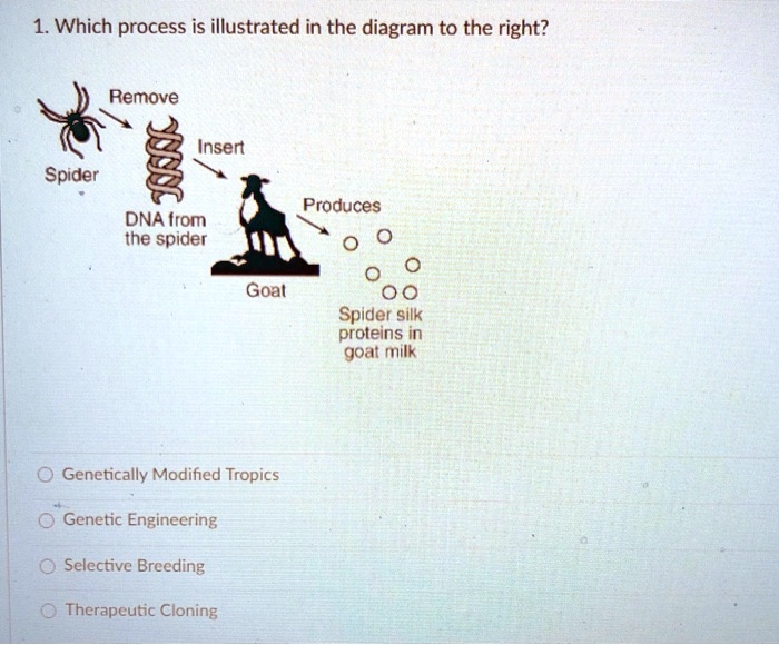 1. Which process is illustrated in the diagram to the right? Remove ...