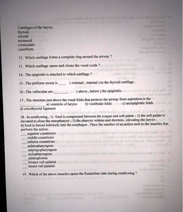 SOLVED: Cartilages of the larynx: thyroid, cricoid, arytenoid ...