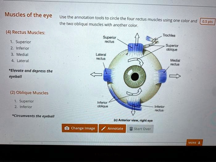 SOLVED: Muscles of the eye. Use the annotation tools to circle the four ...