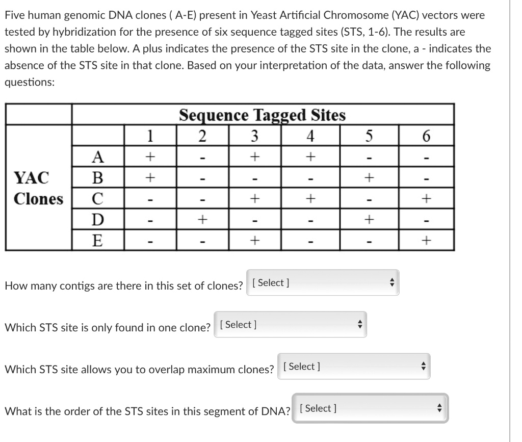 Five human genomic DNA clones (A-E) present in Yeast Artificial ...