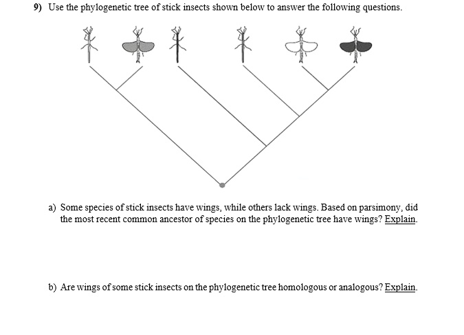 SOLVED:Use the phylogenetic tree of stick insects shown below to answer ...