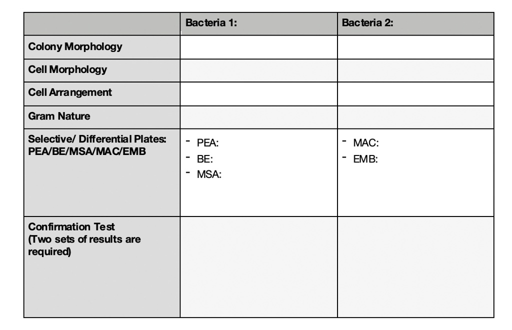 bacteria 1 bacteria 2 colony morphology cell morphology cell ...