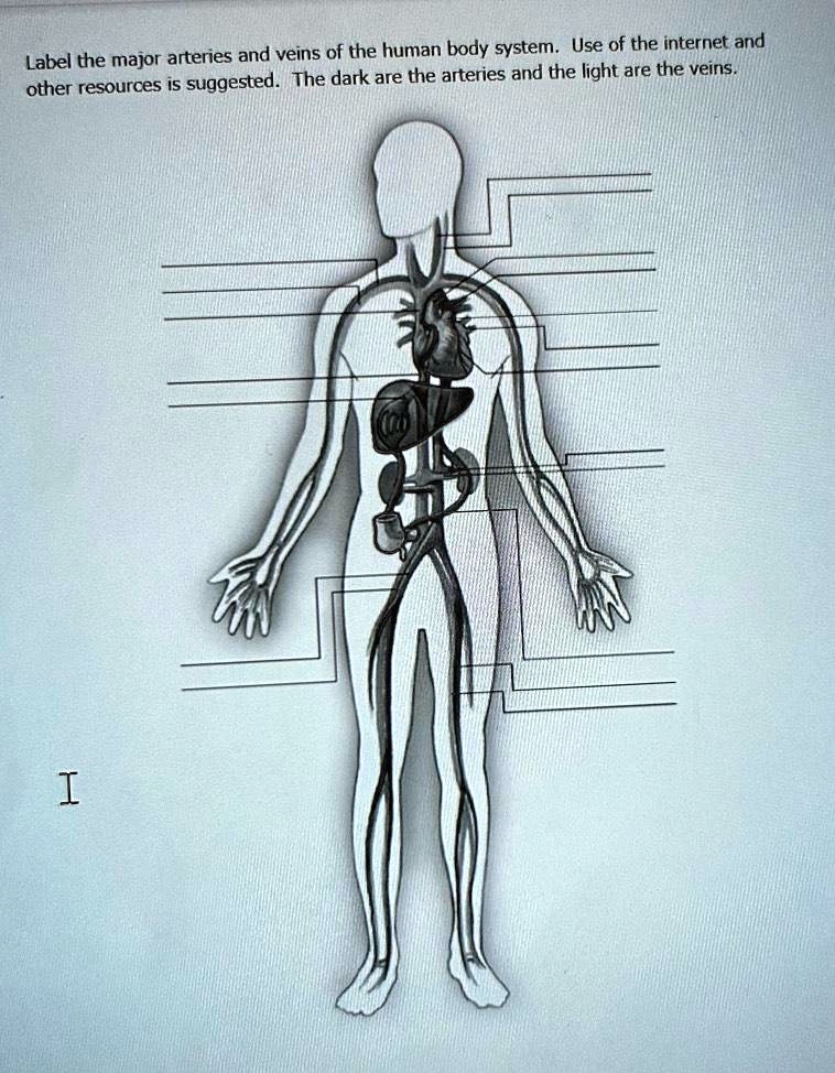 Label the major arteries and veins of the human body system. Use of the ...