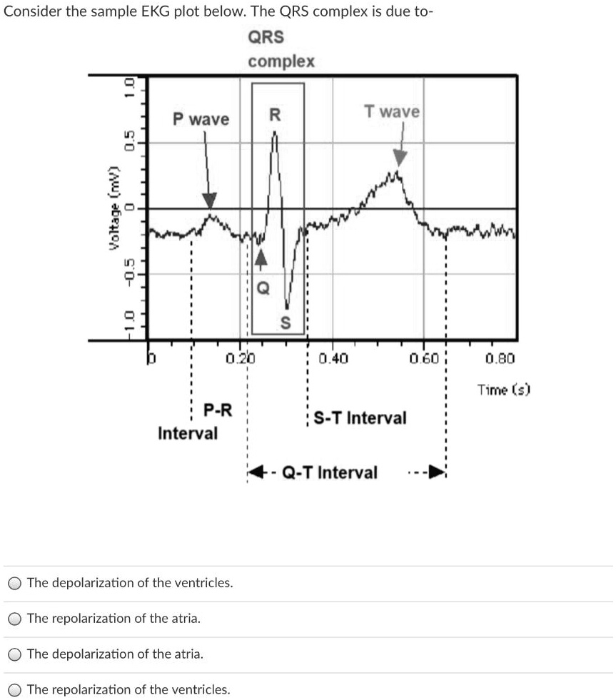SOLVED: Consider the sample EKG plot below. The QRS complex is due to ...