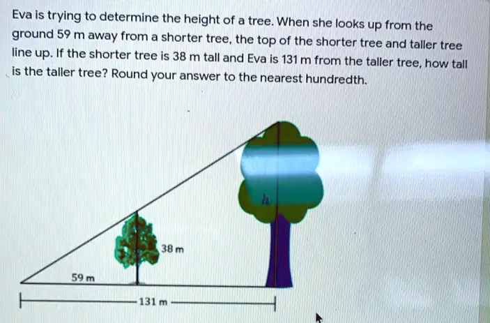 SOLVED: Eva is trying to determine the height of a tree. When she looks ...