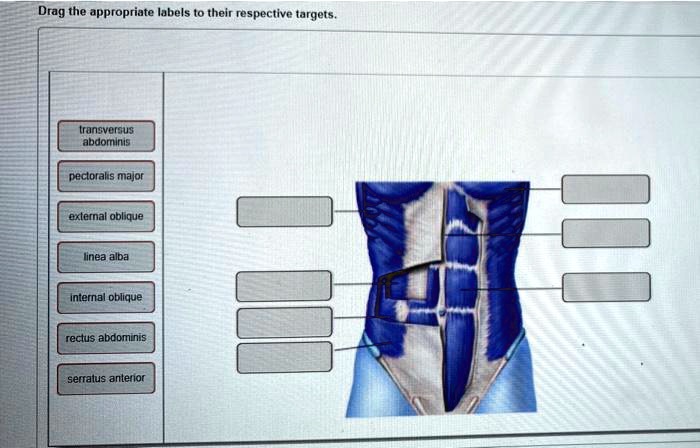 Drag the appropriate labels to their respective targets. transversus ...