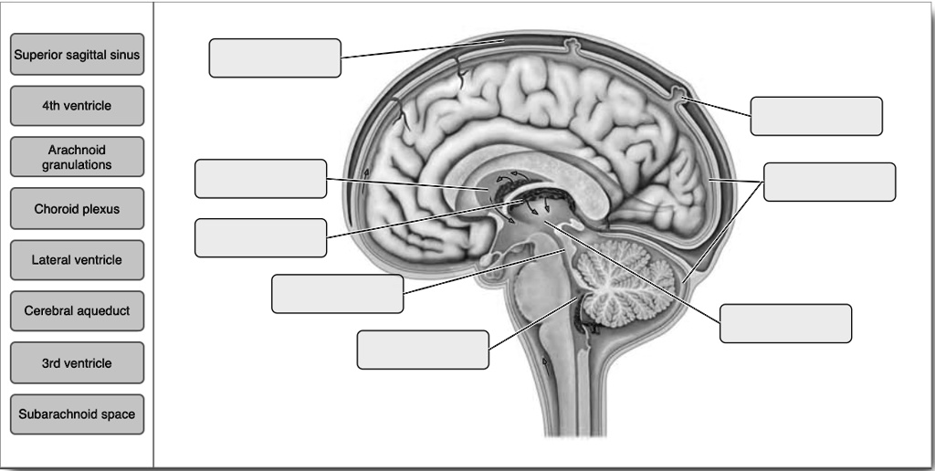 Superior sagittal sinus 4th ventricle Arachnoid granulations Choroid ...