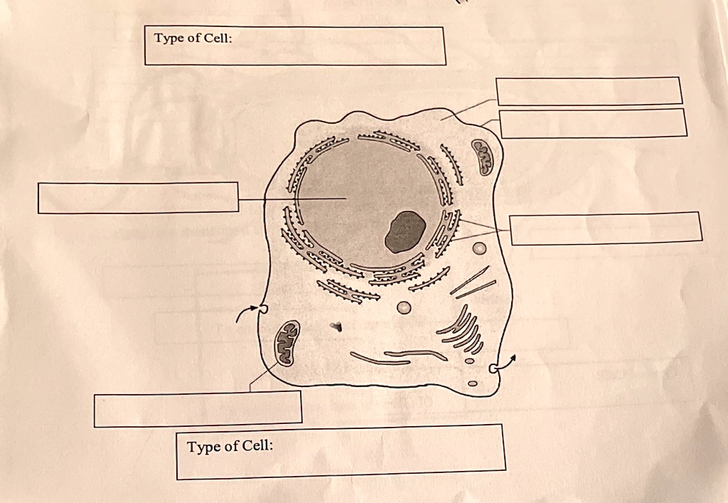 Type of Cell: Type of Cell: