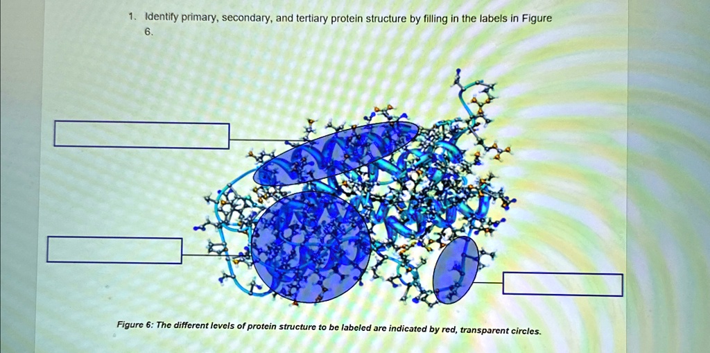 1. Identify primary, secondary, and tertiary protein structure by ...