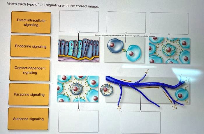 SOLVED: Match each type of cell signaling with the correct image ...