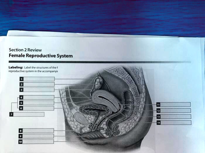 Section 2 Review Female Reproductive System Labeling: Label the ...