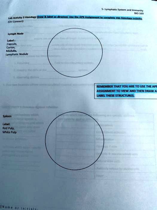 SOLVED: 5 - Lymphatic System and Immunity 810169 complete this ...