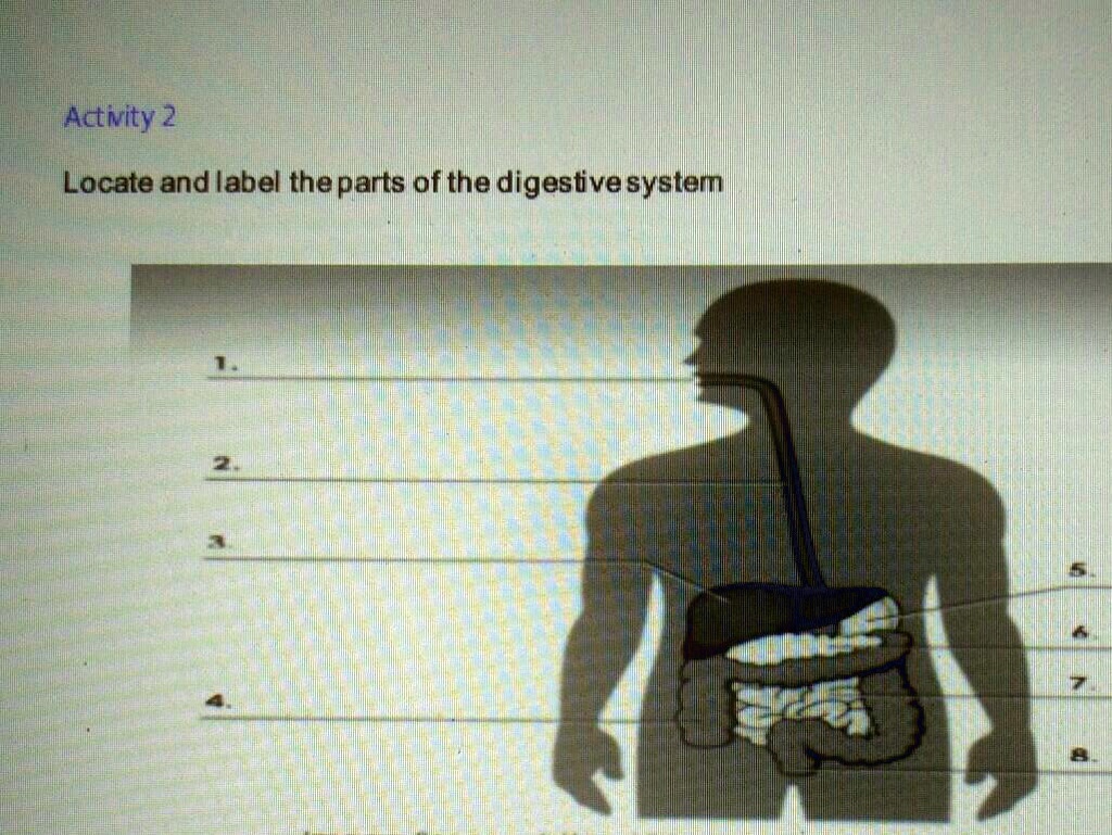 Activity 2 Locate and label the parts of the digestive system 1. 2. 3 4. 7