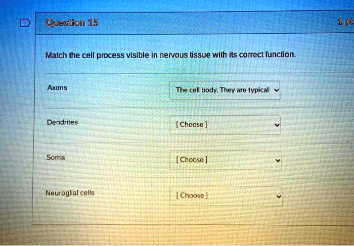 SOLVED: Question 15 Match the cell process visible in nervous tissue with its correct function ...
