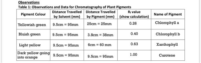 Xanthophyll Chromatography