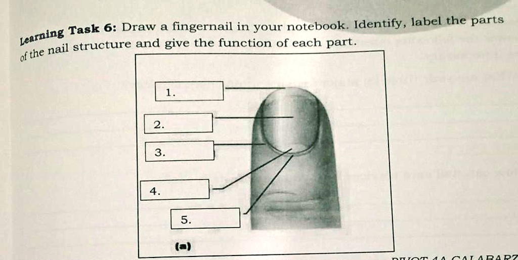 learning task 6 draw a fingernail in your notebook identify label the ...