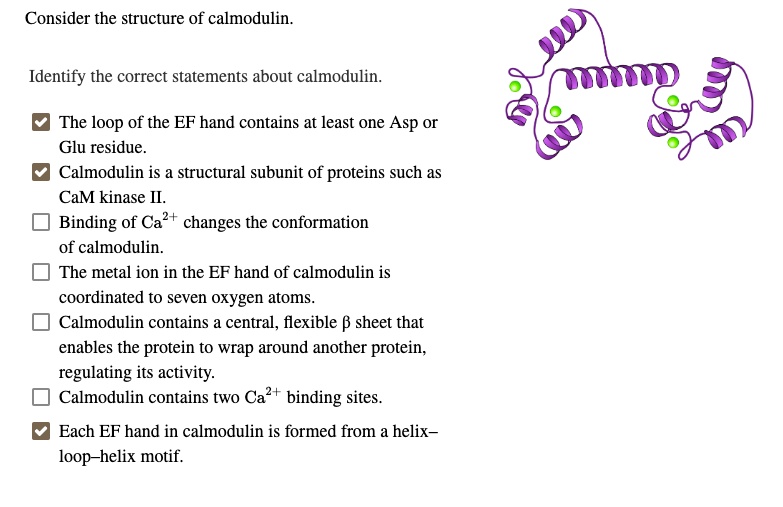 SOLVED: Consider the structure of calmodulin. Identify the correct ...