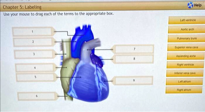 Chapter 5: Labeling Use your mouse to drag each of the terms to the ...