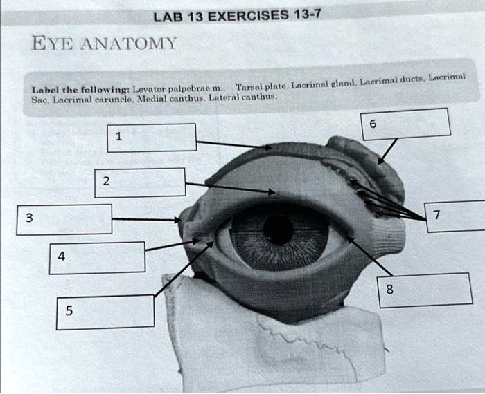 eye anatomy 3 label the following levator palpebrae m sac lacrimal ...