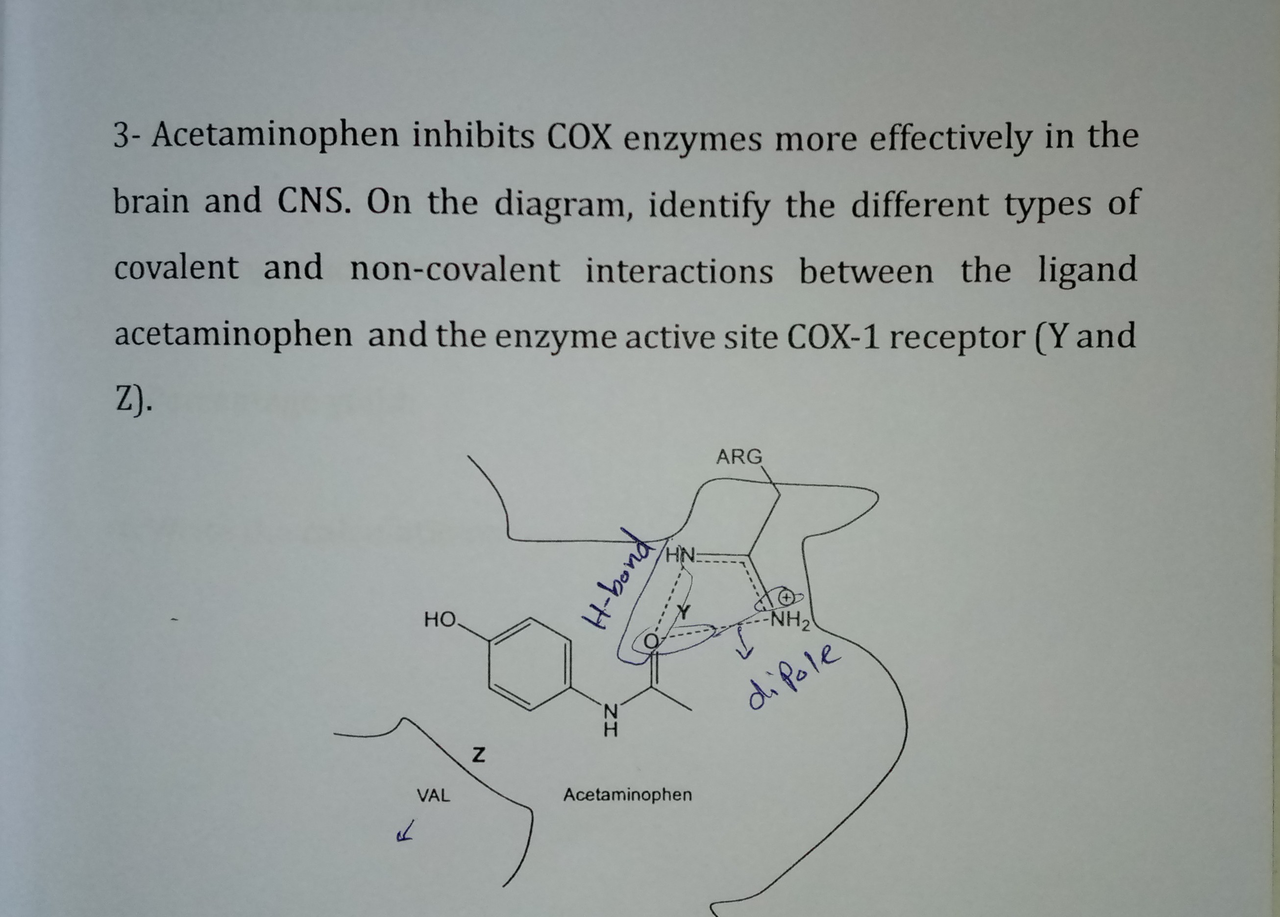3- Acetaminophen inhibits COX enzymes more effectively in the brain and ...
