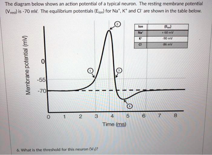 SOLVED: The diagram below shows an action potential of a typical neuron ...