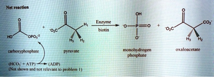 SOLVED: Net reaction OH Enzyme biotin COz OPO; carboxyphosphate pyruvat ...