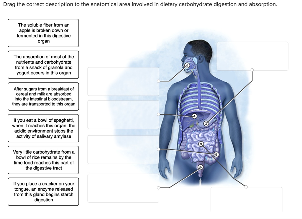 Drag the correct description to the anatomical area involved in dietary ...
