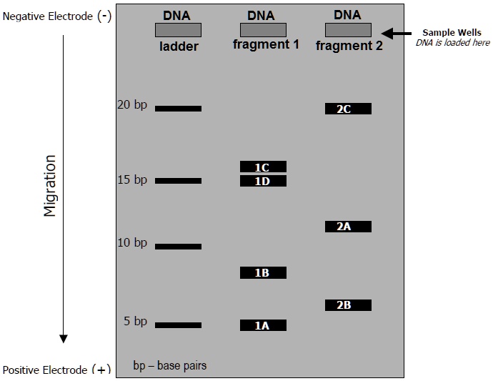 negative electrode dna dna dna sample wells dna loided here ladder ...