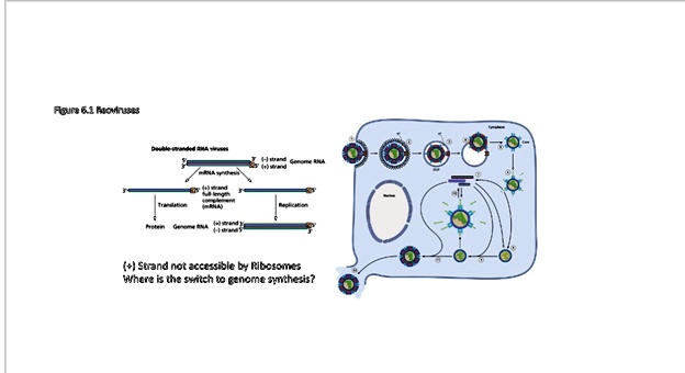 Figure 6.1 Reoviruses (+) strand Genome RNA mRNA synthesis (+) strand ...