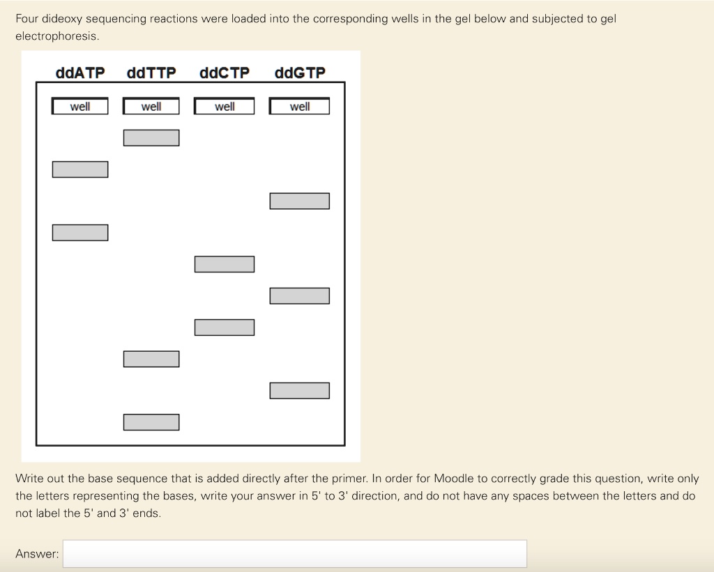 four dideoxy sequencing reactions were loaded into the corresponding ...