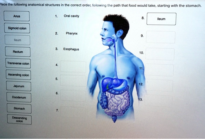SOLVED: Place the following anatomical structures in the correct order ... SOLVED: Place the following anatomical structures in the correct order ...
