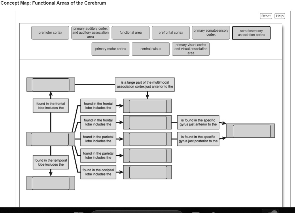 SOLVED: Concept Map:Functional Areas of the Cerebrum Reset Help primary ...