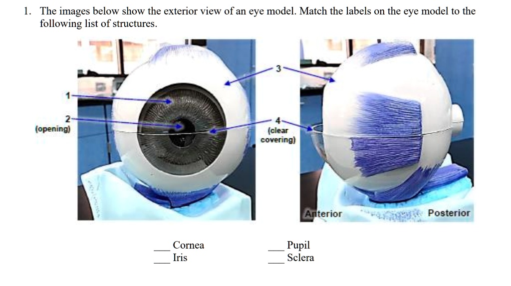 SOLVED: 1. The images below show the exterior view of an eye model ...